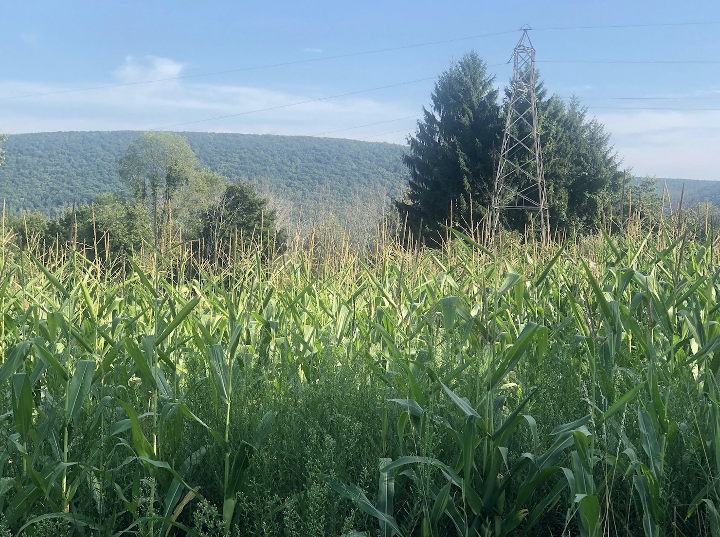 cornfield – The Coal Speaker